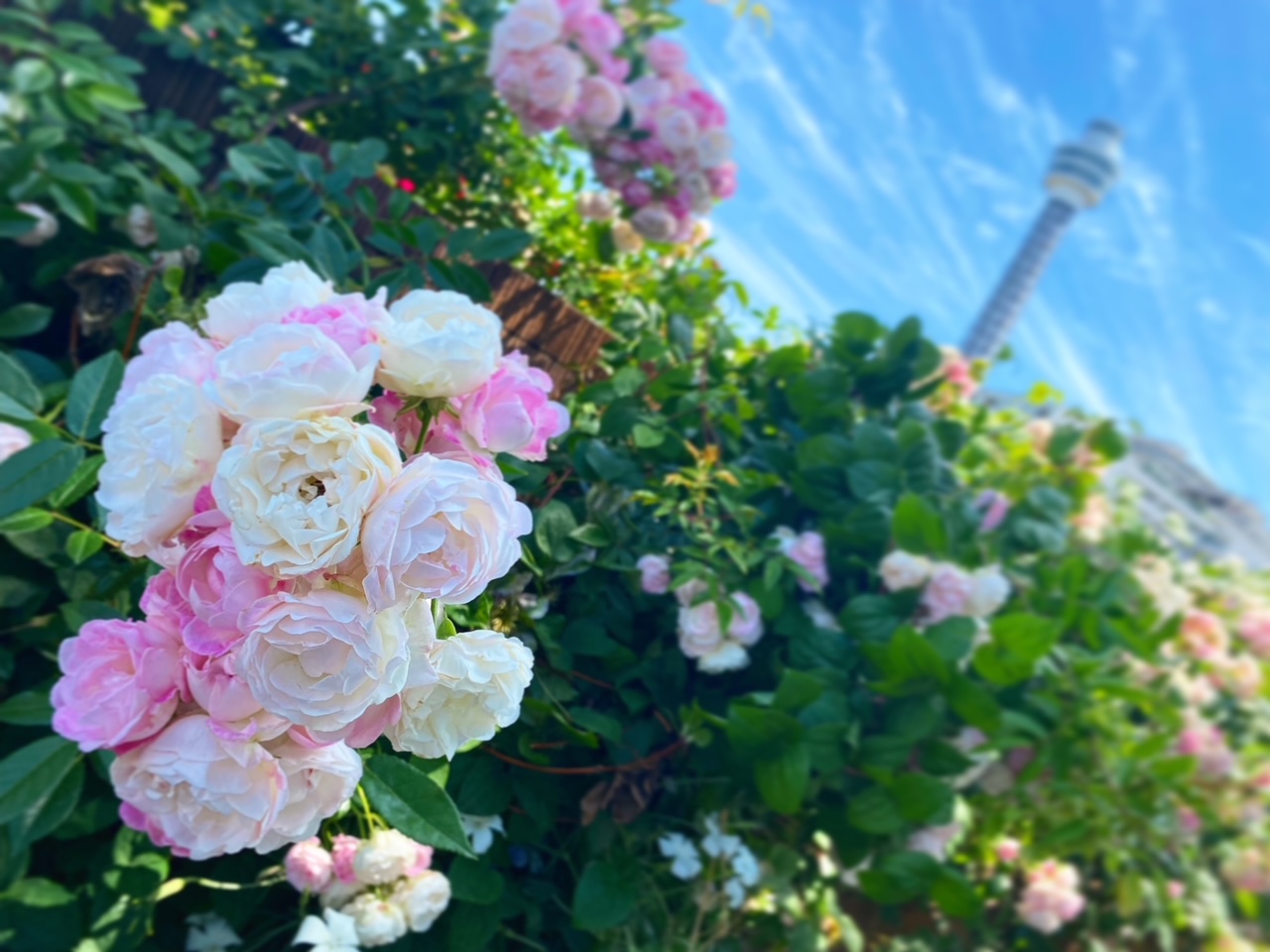 ガーデンネックレス横浜 2023 | COGGEY